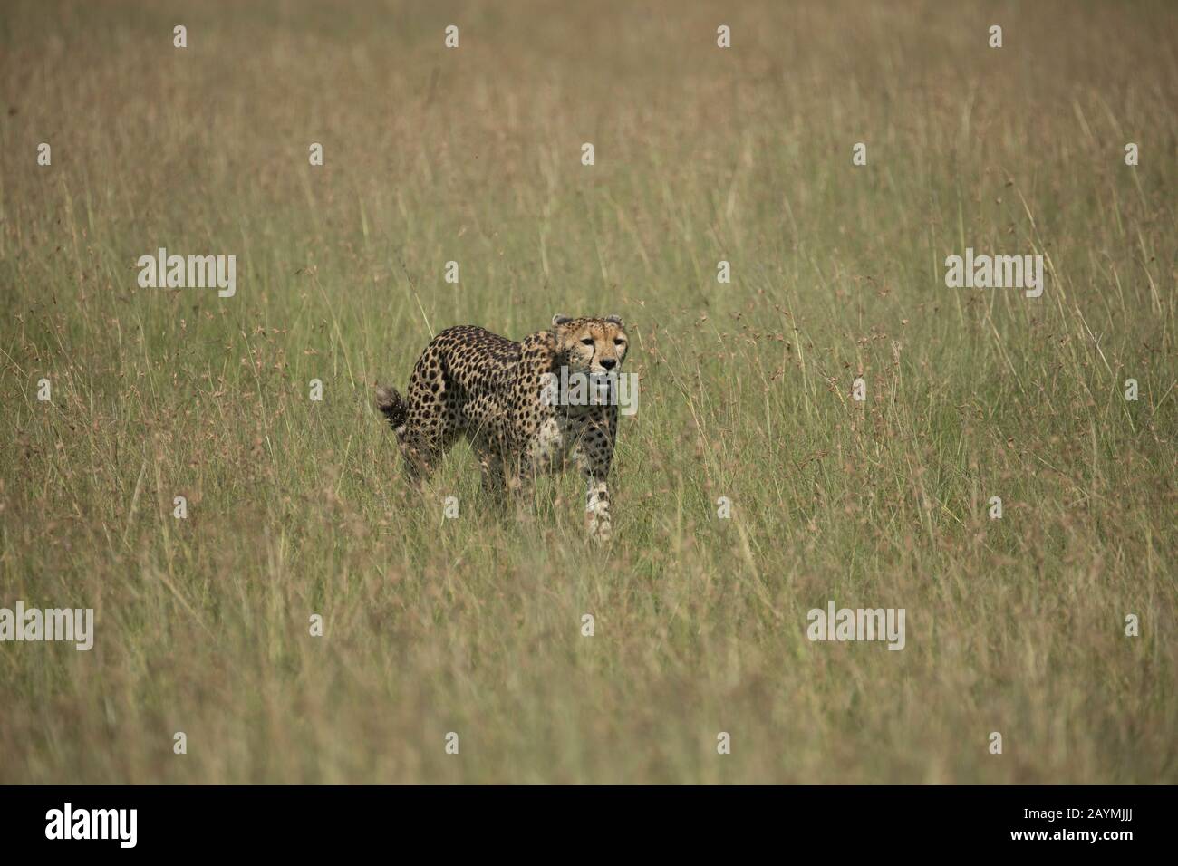 Danger in the long grass Stock Photo - Alamy