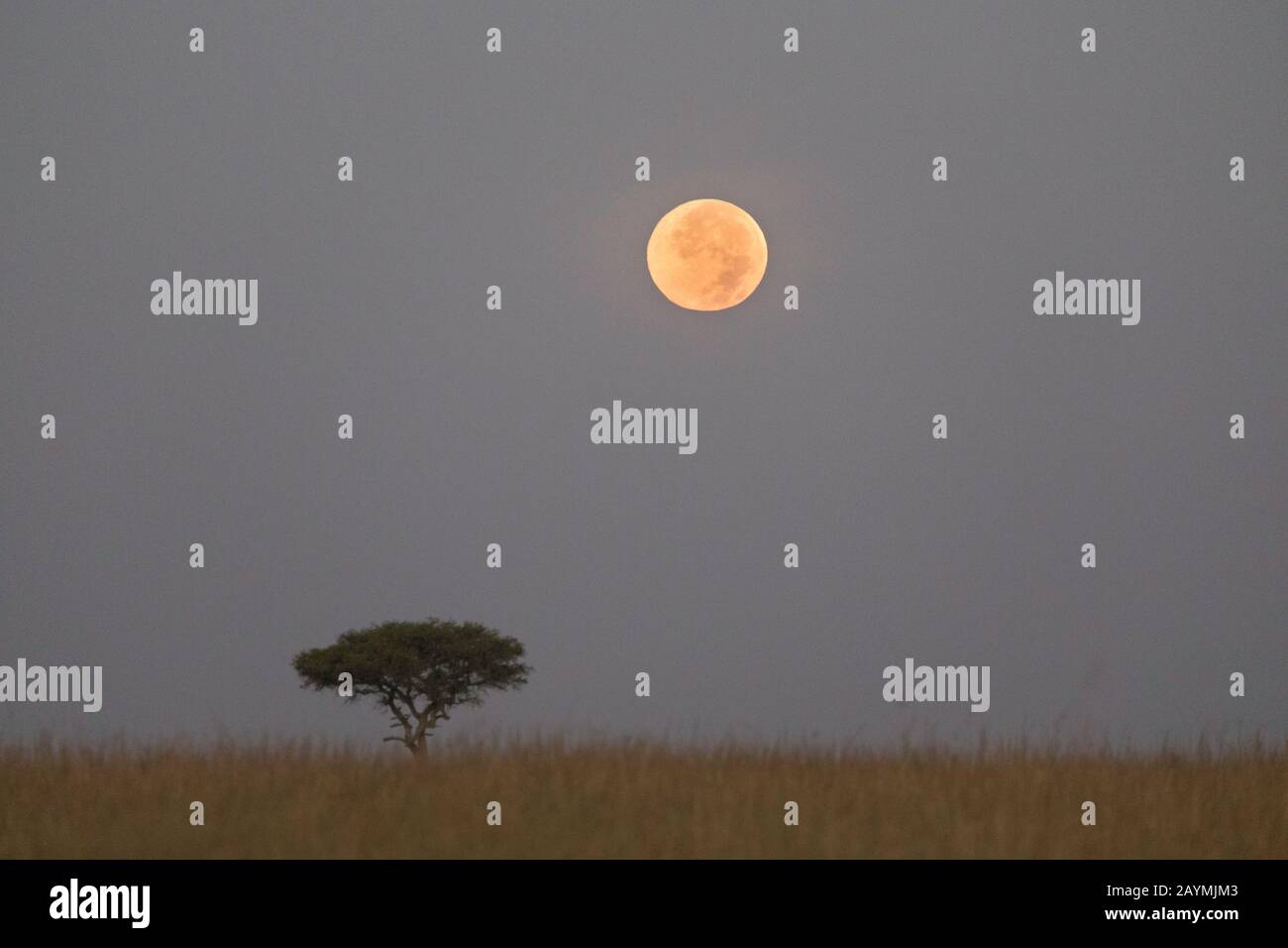 Savannah moon hi-res stock photography and images - Alamy