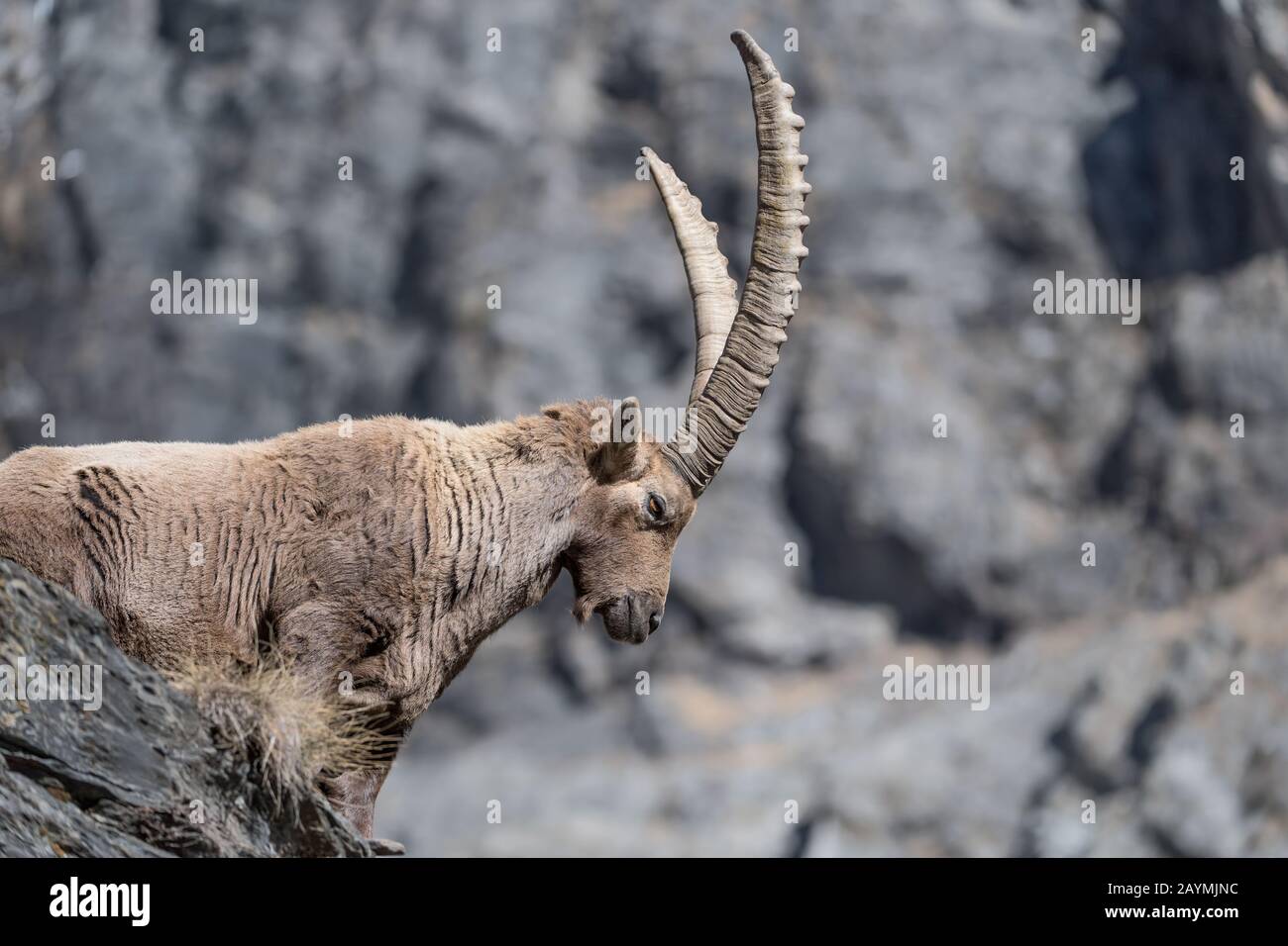 Alpine ibex hooves hi-res stock photography and images - Alamy