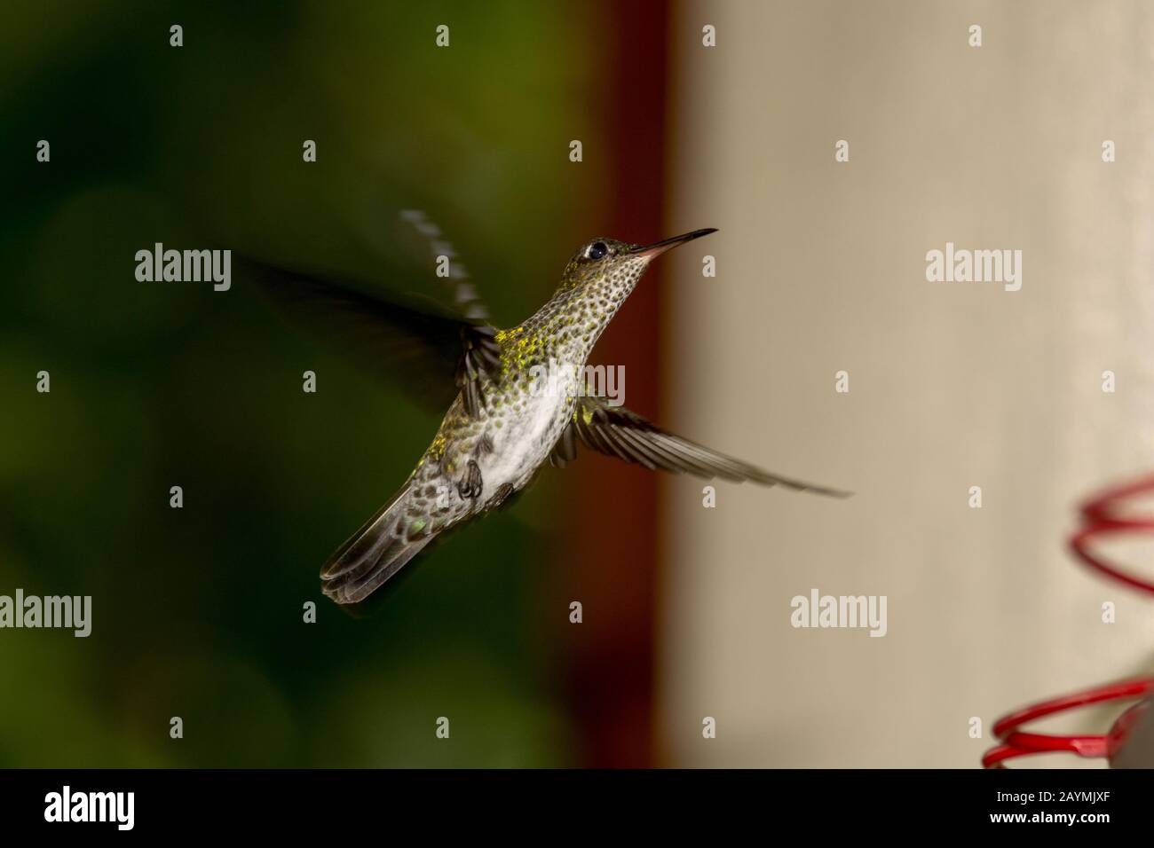 Many-spotted hummingbird flying in montane rain forest that covers the ...