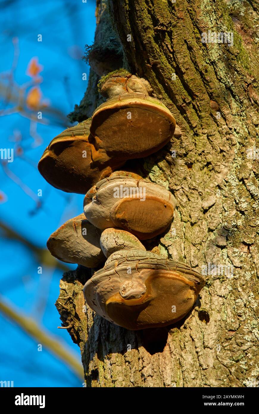 Funguses growing terrace-like on a living tree Stock Photo - Alamy