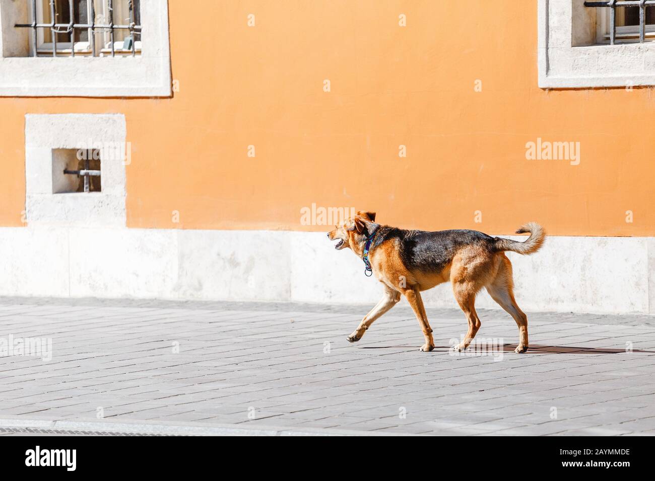 Lost dog with collar walking on the street Stock Photo - Alamy