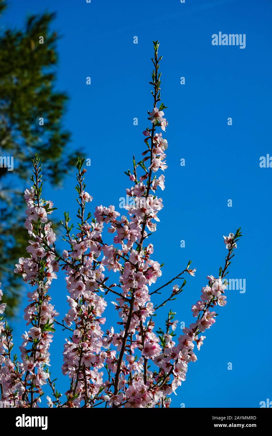Blossom at the costa blanca hi-res stock photography and images - Alamy