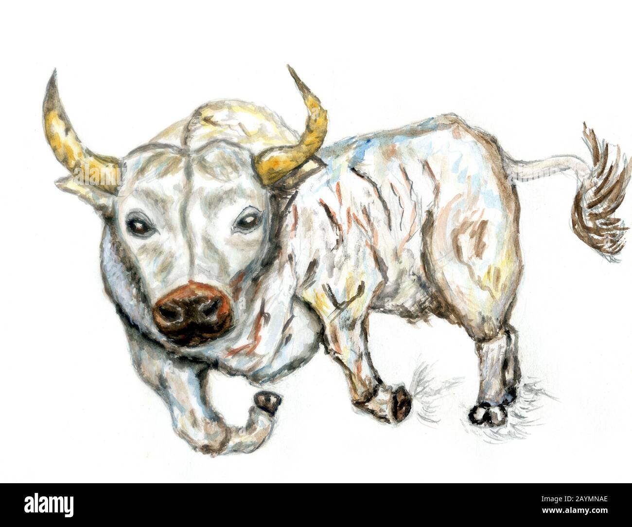 Watercolor illustration of white bull hand drawn design Stock Photo - Alamy