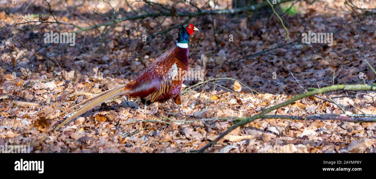 Close up low level view of Male Pheasant Pheasants on brown leaf ...