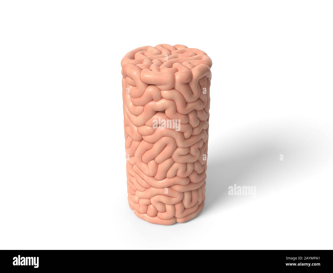 human brain in shape of cylinder suitable for brain, biology, medicine ...