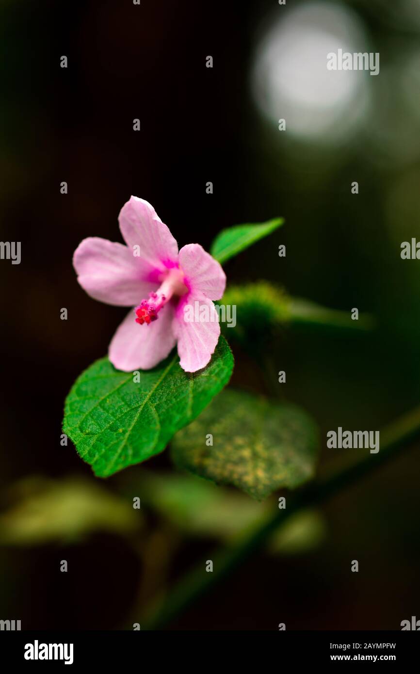 close up tini pink flower in the wood Stock Photo - Alamy