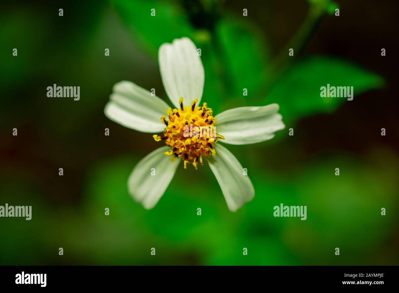 white daisy flower in the wood Stock Photo - Alamy