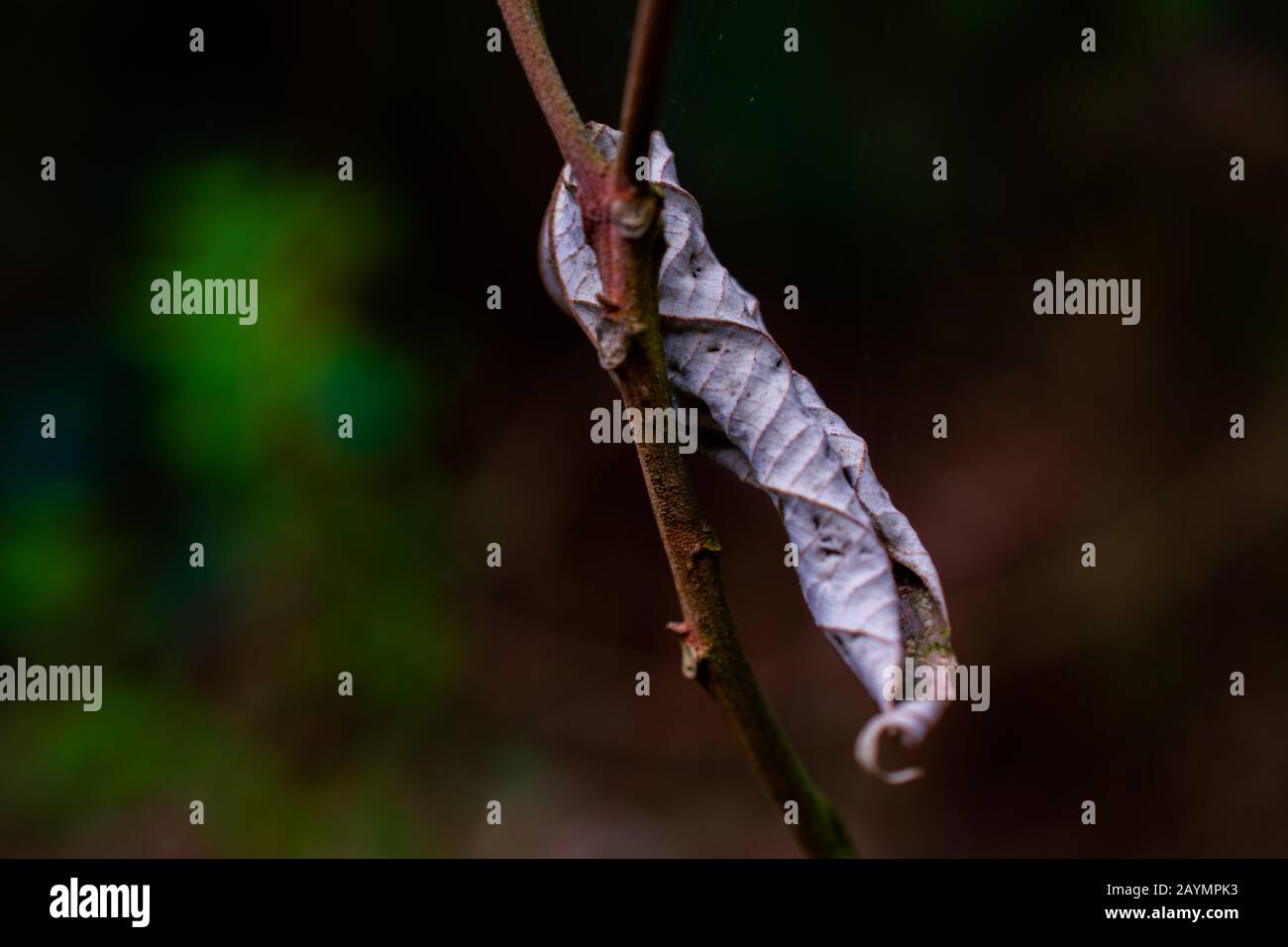 dry leaf on a bough in the wood Stock Photo - Alamy