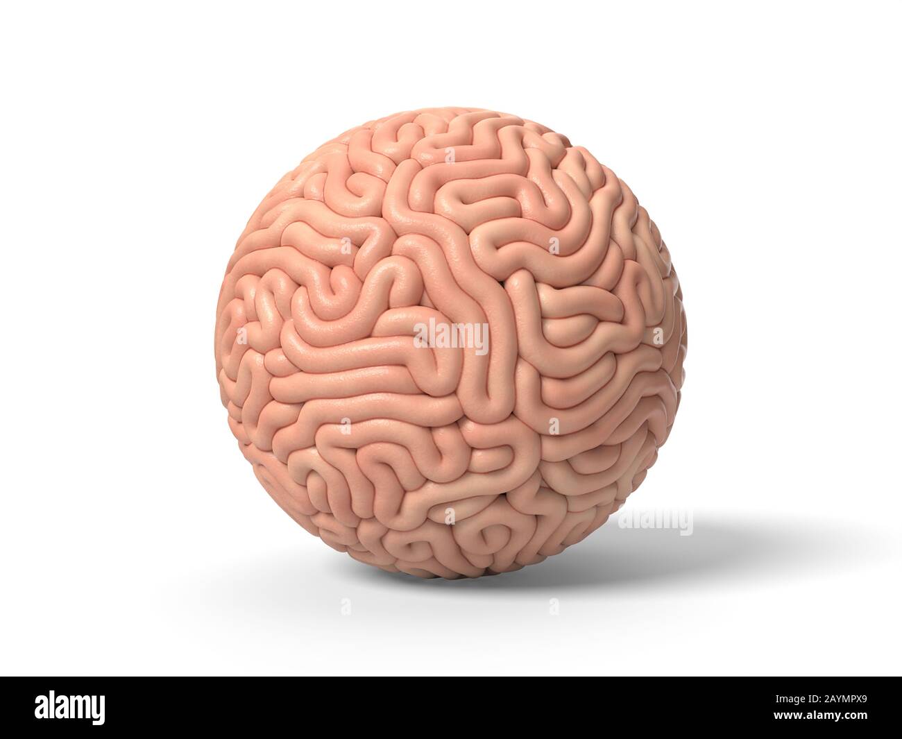 human brain in shape of sphere. suitable for brain, biology, medicine ...
