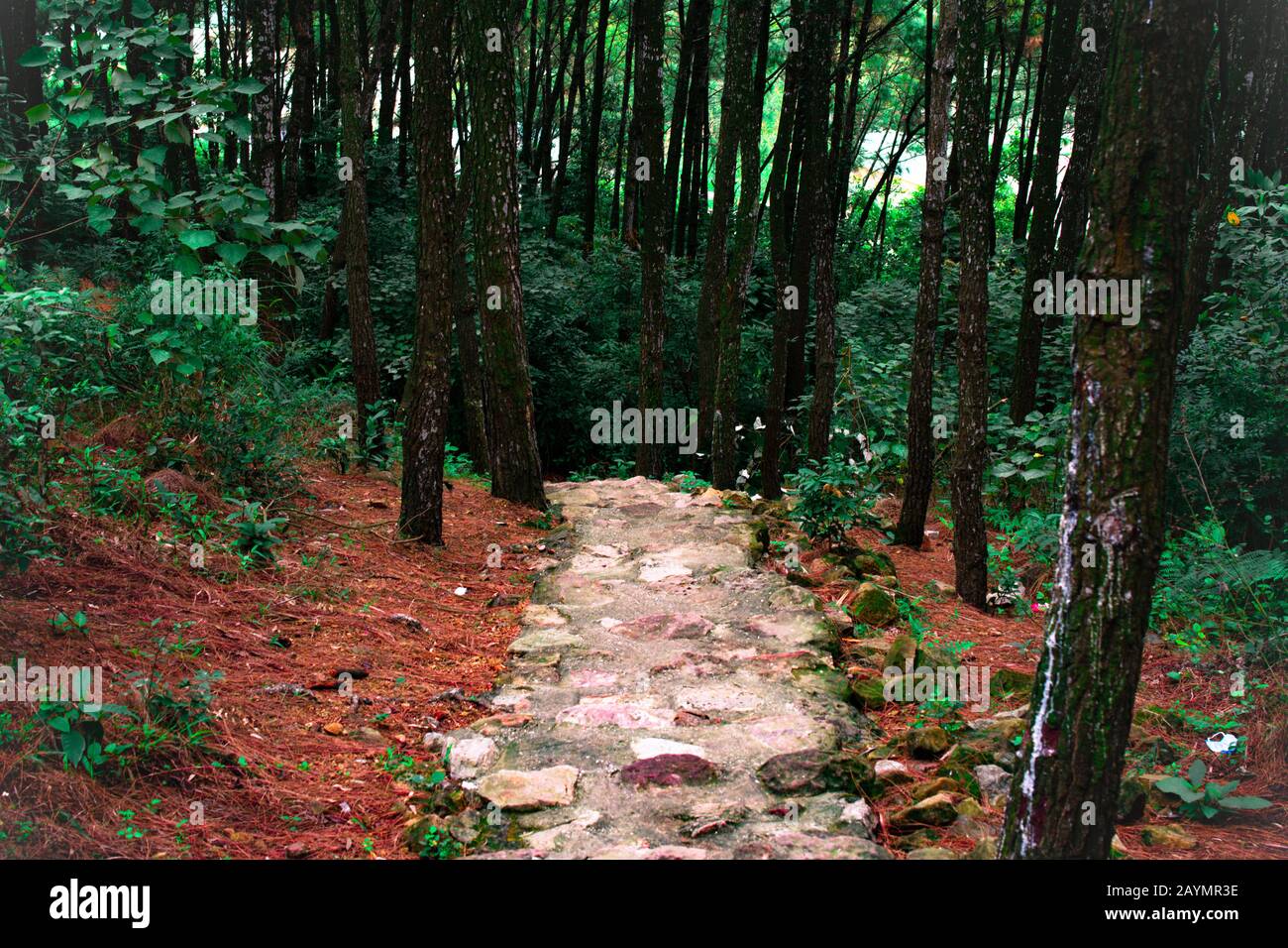 Road in the dark hi-res stock photography and images - Alamy