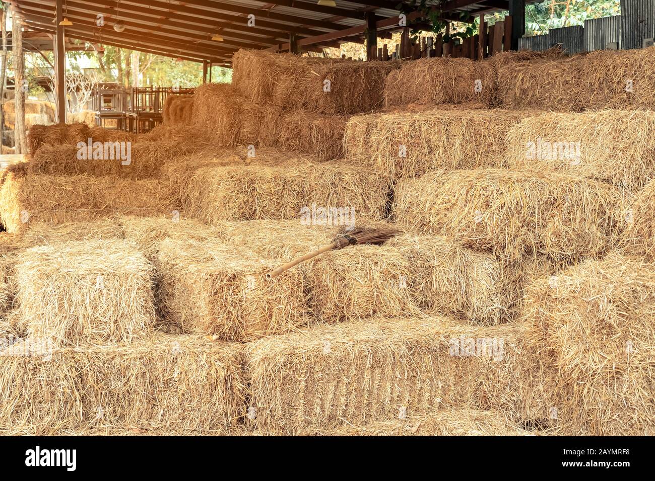 Piled stacks of dry straw collected for animal feed. Dry baled hay ...