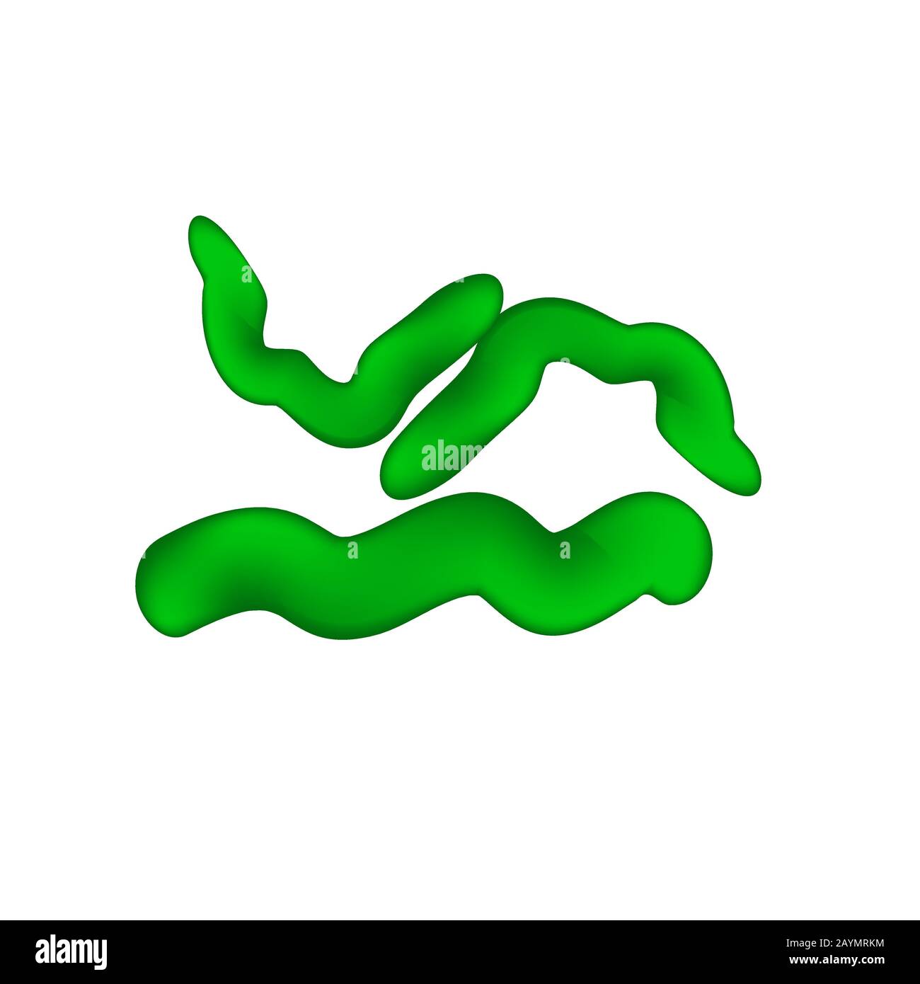 Syphilis. Treponema pallidum, Spirochaetaceae. Bacterial infections ...