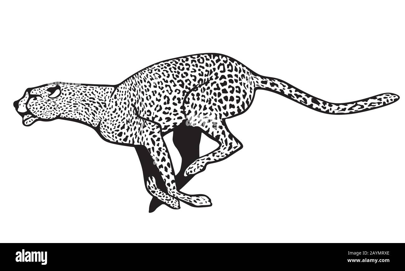 Cheetah drawing Stock Vector Images - Alamy