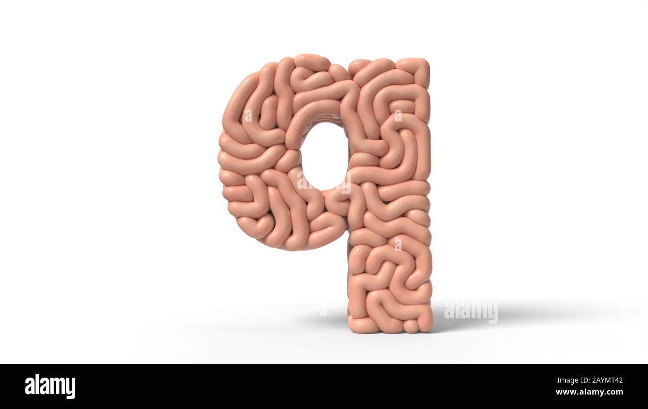 human brain in shape of letter q. suitable for brain, biology, medicine ...