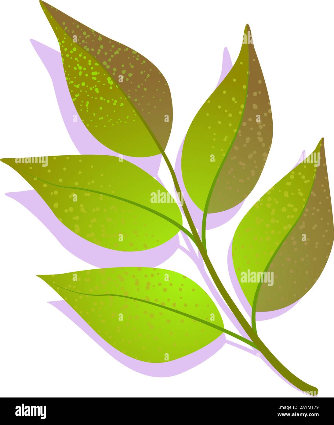 Shadow leaves branch on Stock Vector Images - Alamy