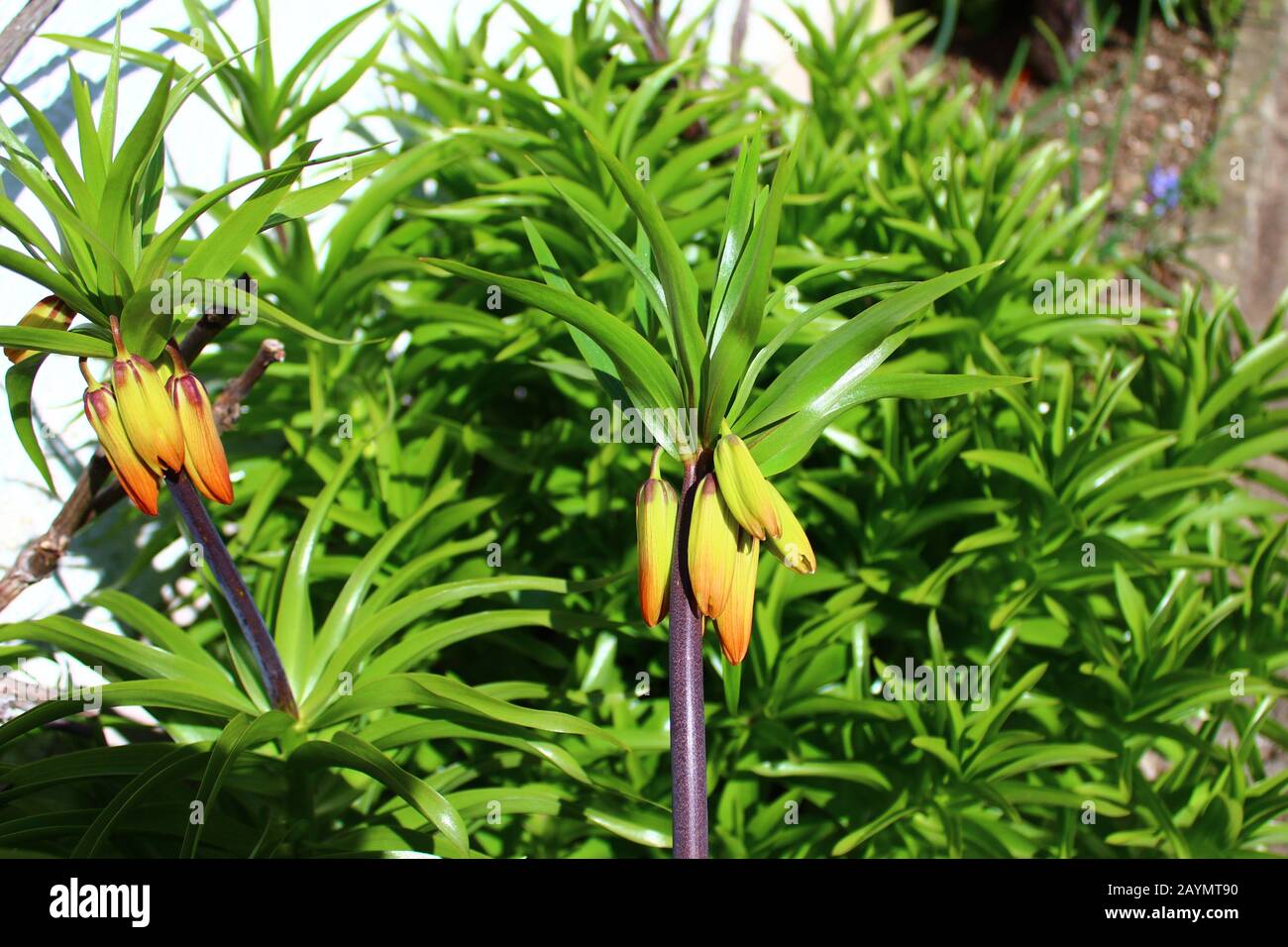 Buds of the imperial crown hi-res stock photography and images - Alamy