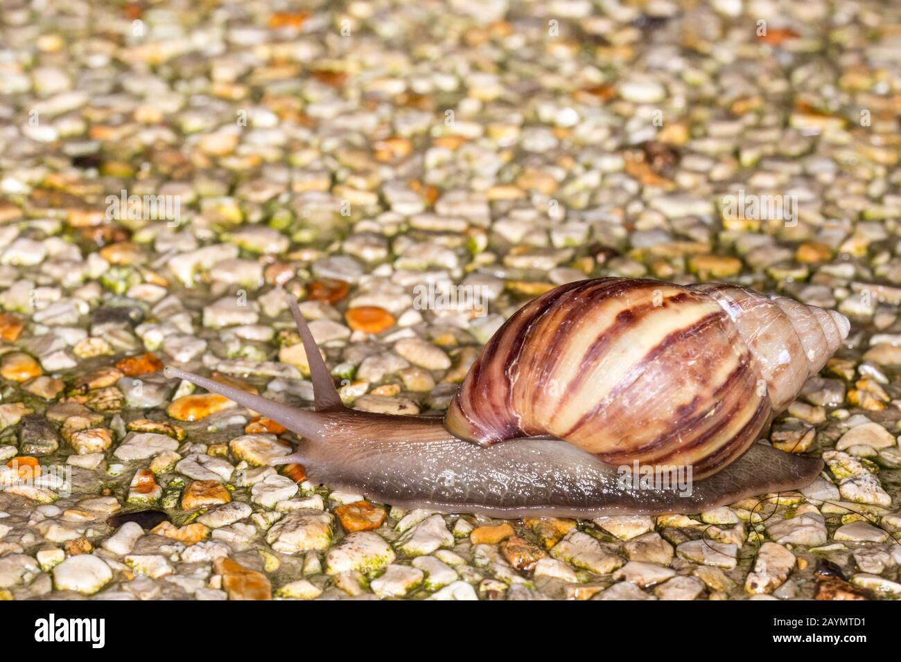 Helicinan snails hi-res stock photography and images - Alamy