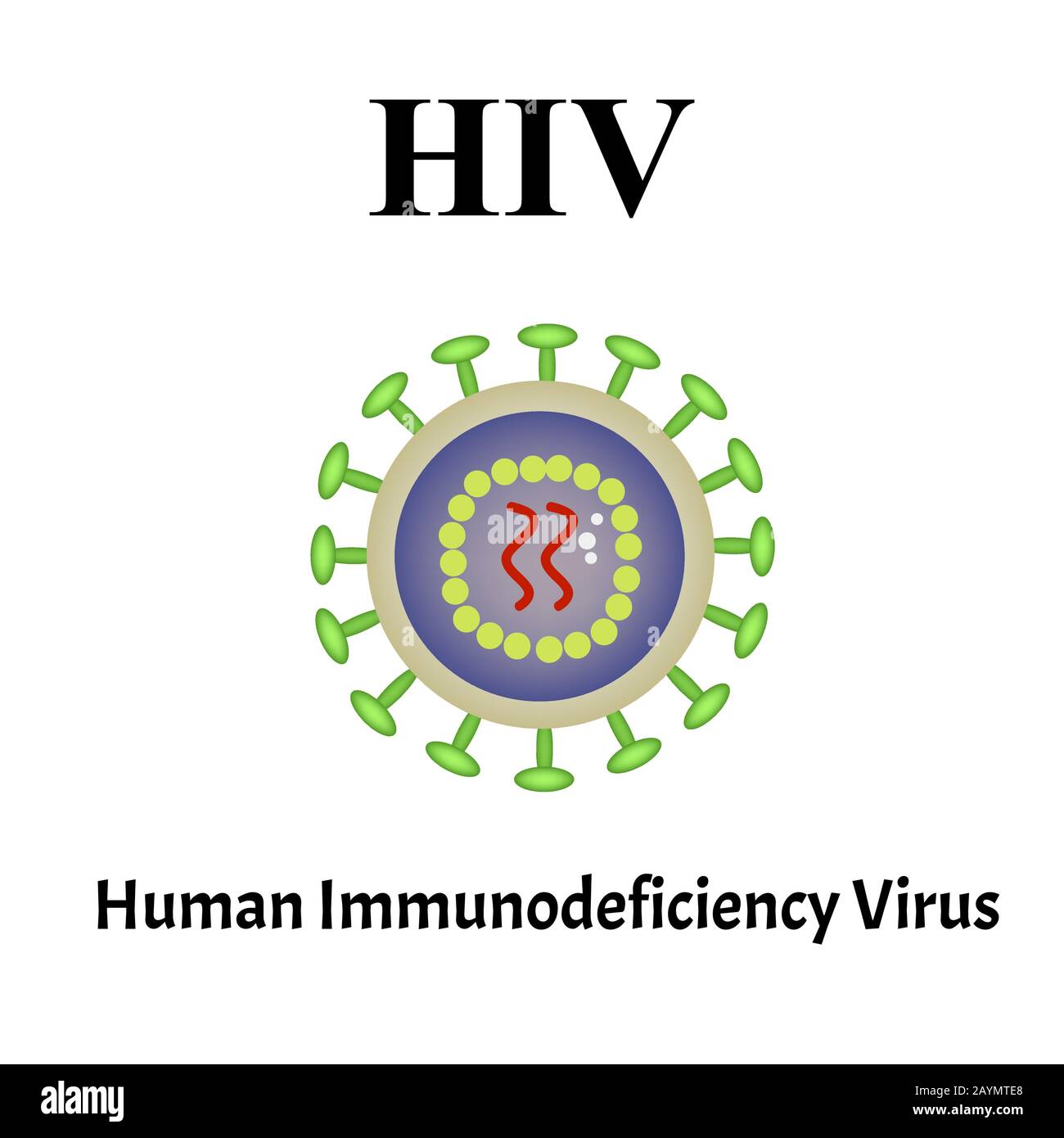 Hiv Virus Structure Viral Infection Hiv Aids Sexually Transmitted