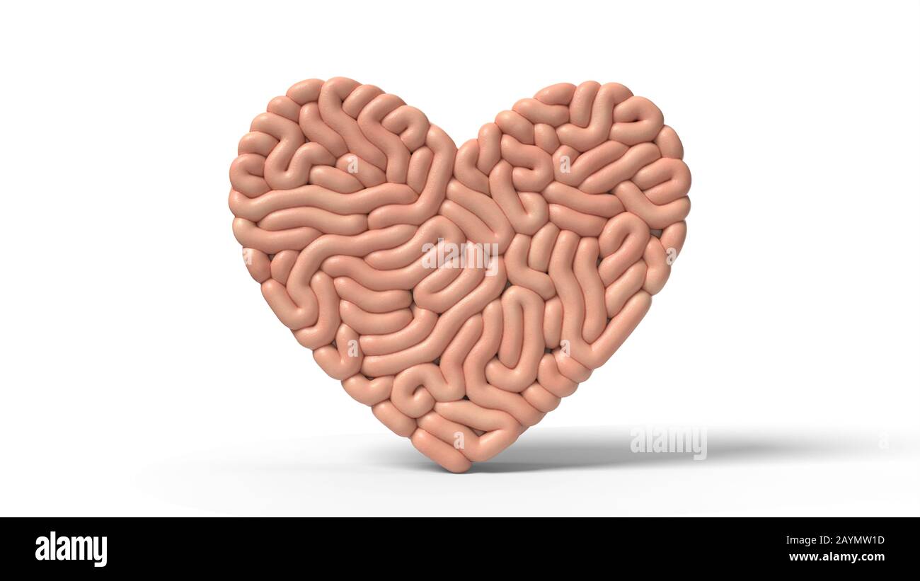 heart shaped human brain. suitable for brain, biology, medicine ...