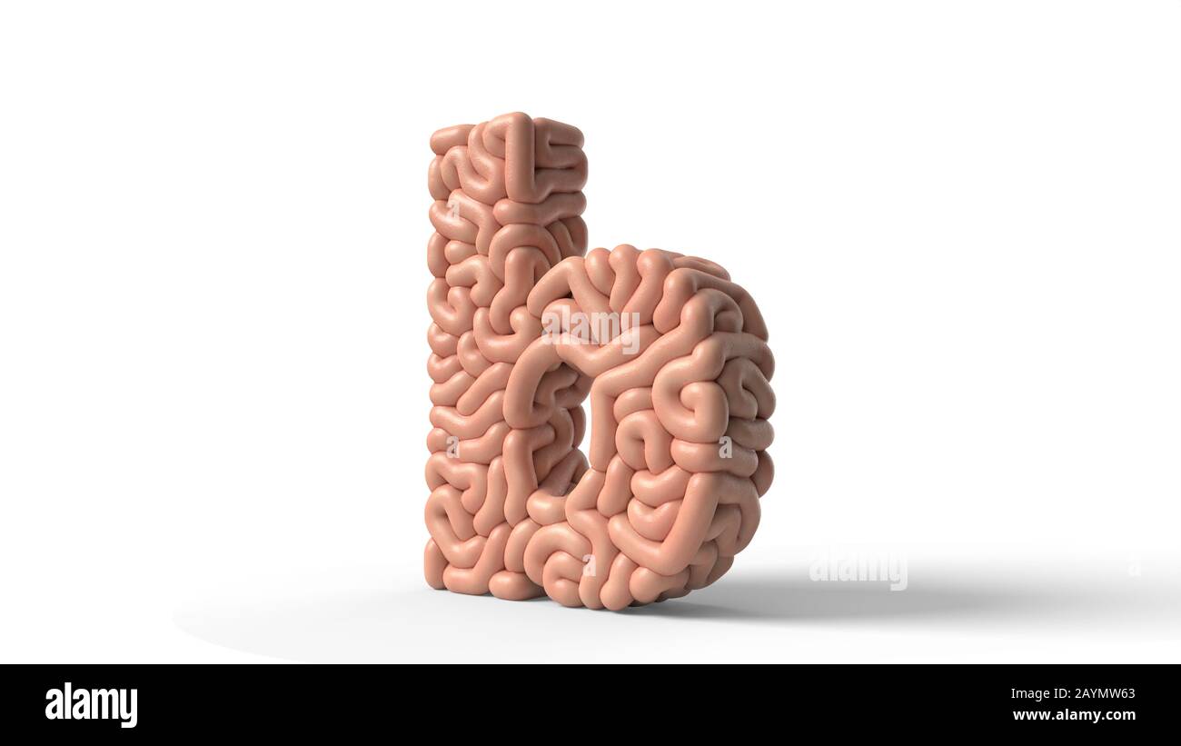 human brain in shape of letter b. suitable for brain, biology, medicine ...