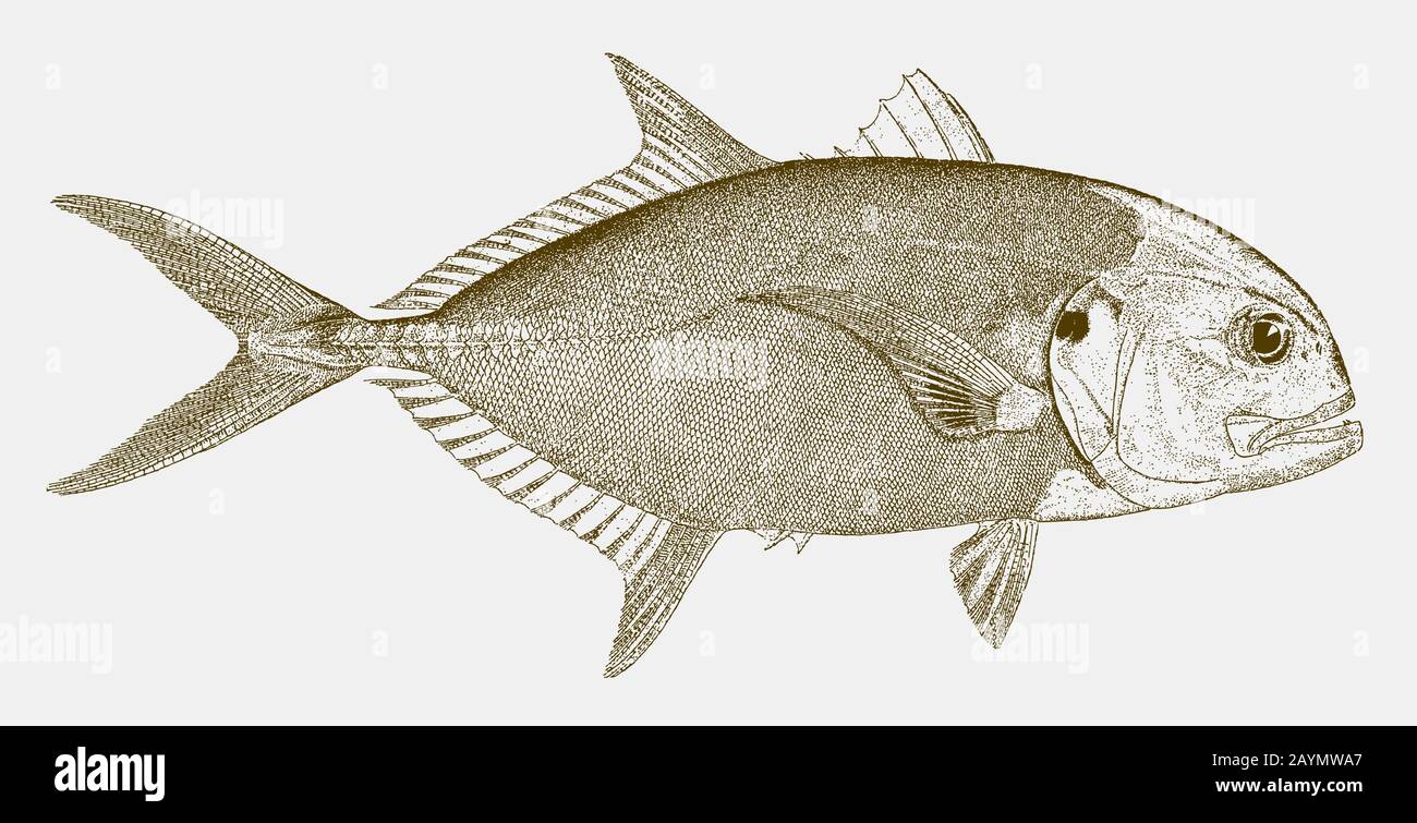 Crevalle jack fish Stock Vector Images - Alamy