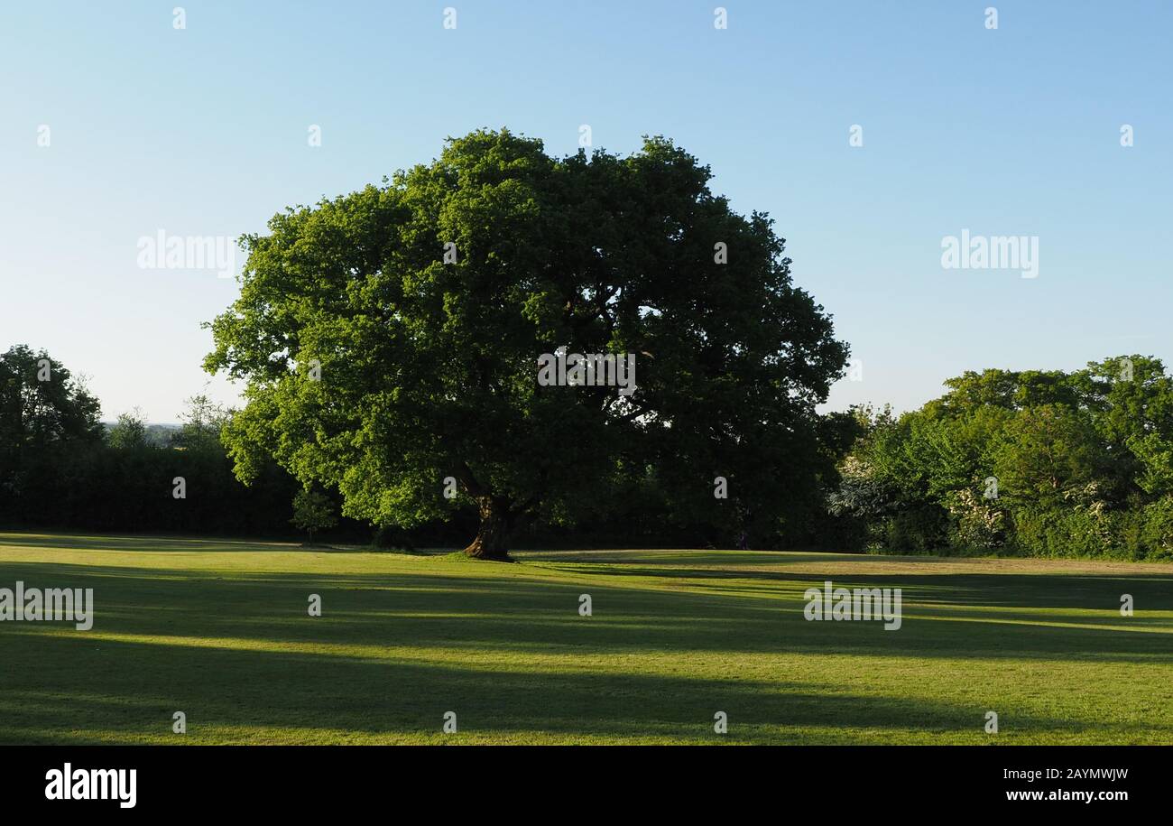 Large oak tree hi-res stock photography and images - Alamy