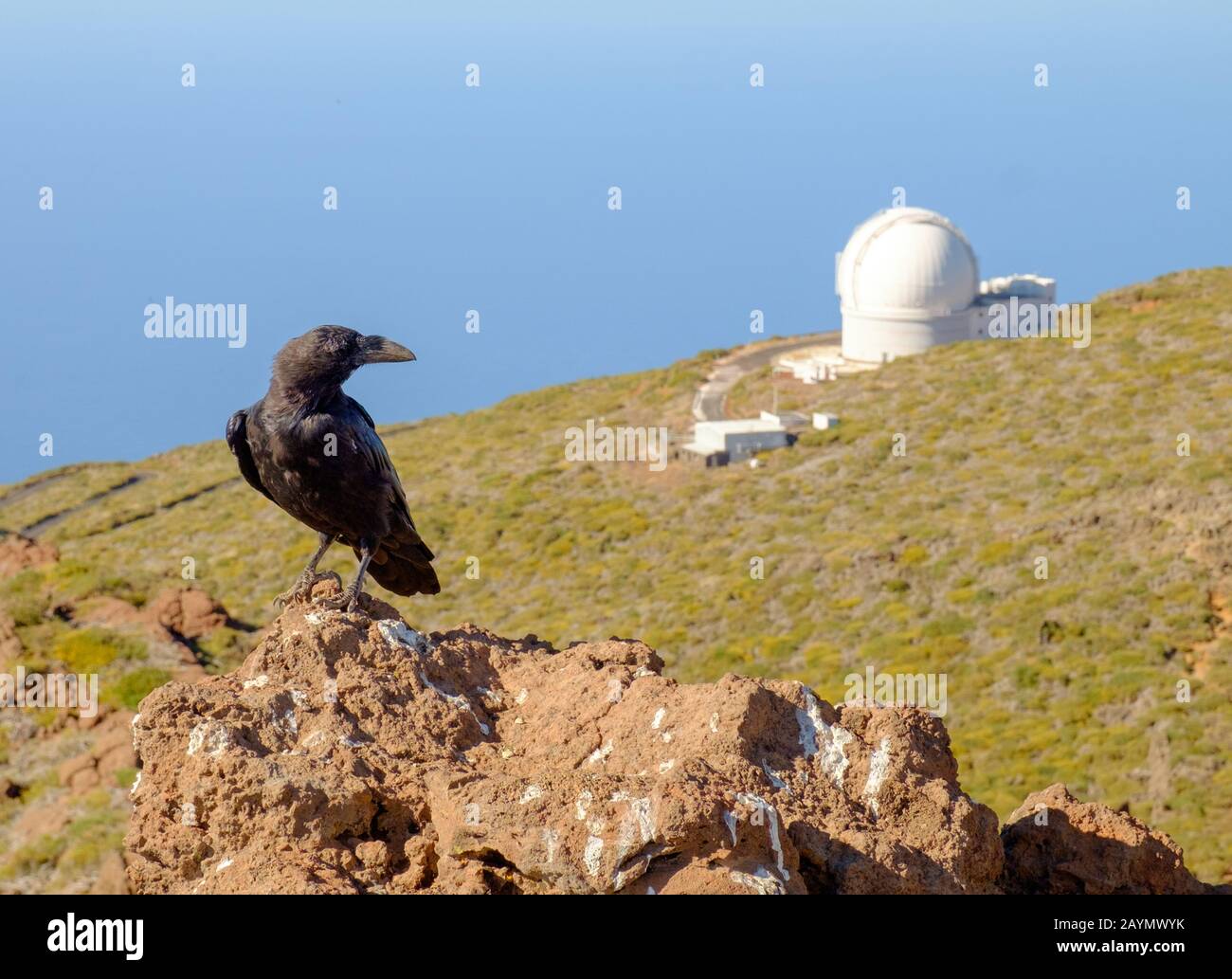 Black Canary Crow or Raven bird, with William Herschel telescope dome ...
