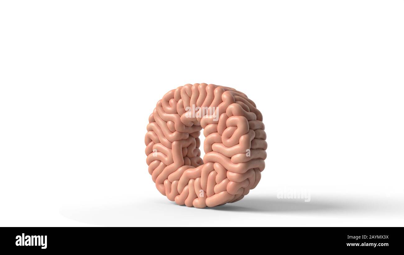 human brain in shape of letter o. suitable for brain, biology, medicine ...