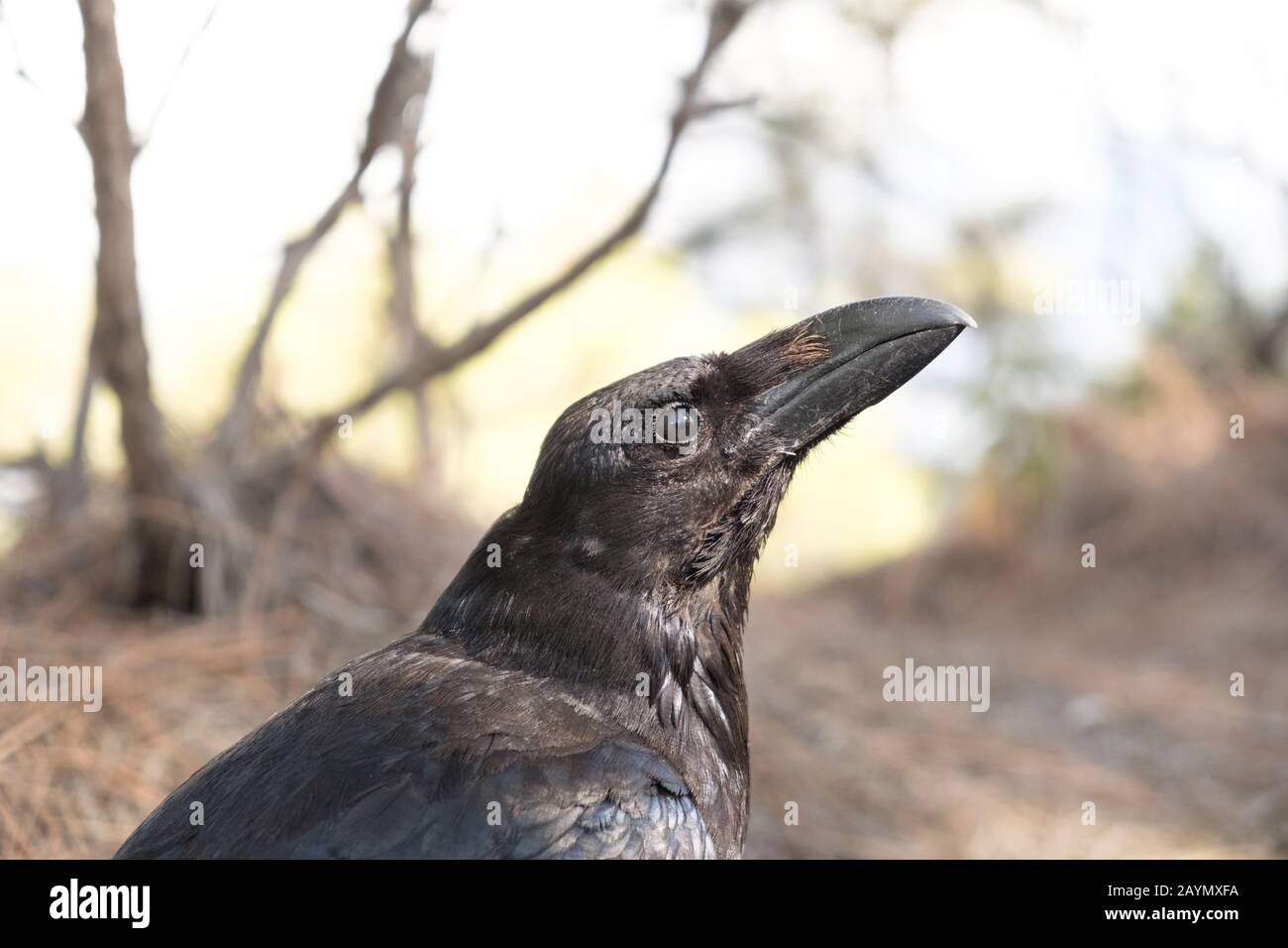 Raven bird hi-res stock photography and images - Alamy