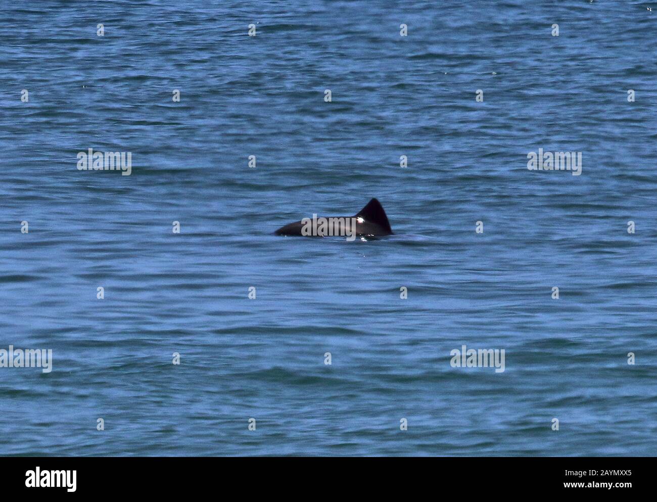 Heavisides dolphin cephalorhynchus heavisidii hi-res stock photography ...