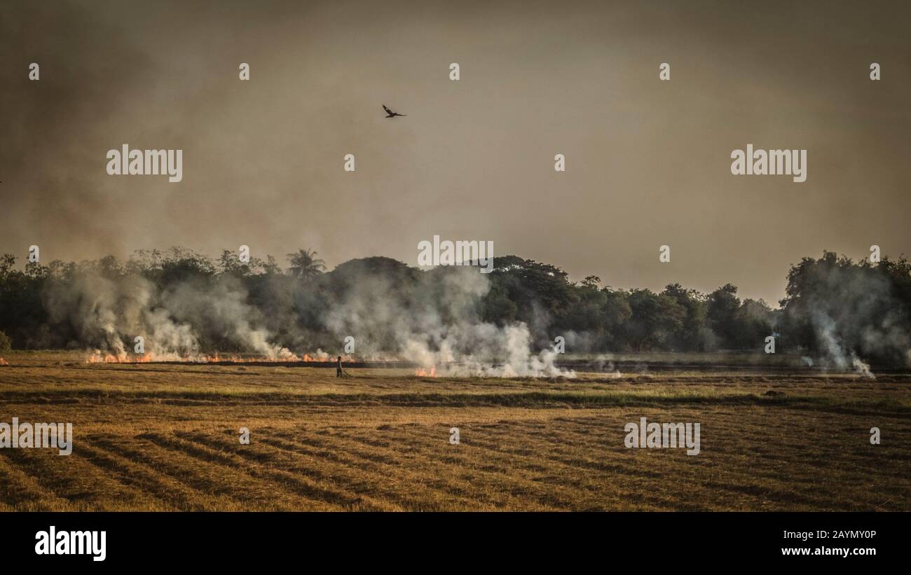 Slash-and-burn agriculture. Fire-fallow cultivation. Fire-fallow ...