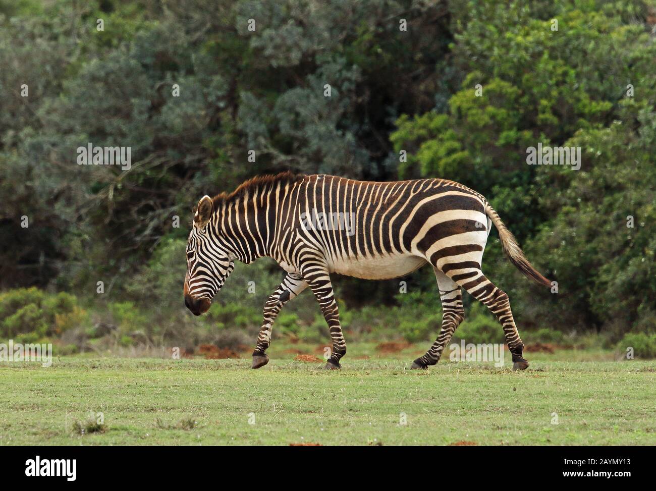 Mountain Zebra (Equus zebra) adult walking on short grass southern ...