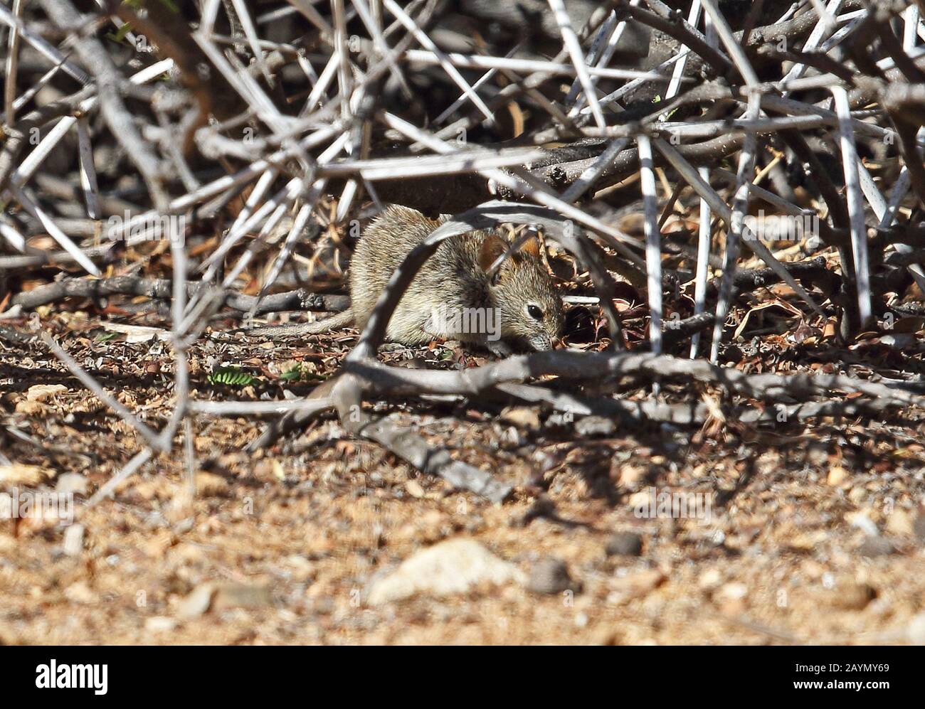 Namaqua Rock Rat (Micaelamys namaquensis) adult under bush feeding on ...
