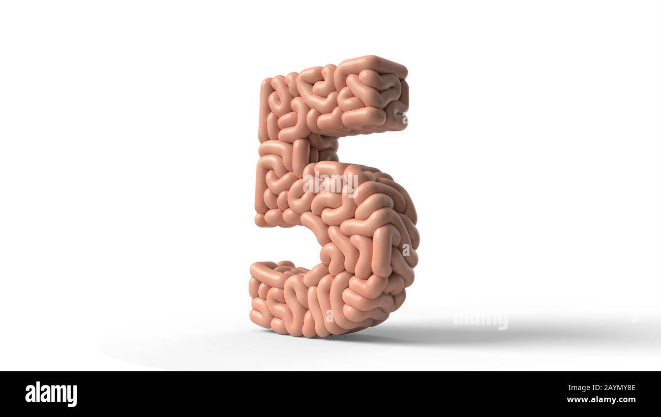 human brain in shape of number 5. suitable for brain, biology, medicine ...