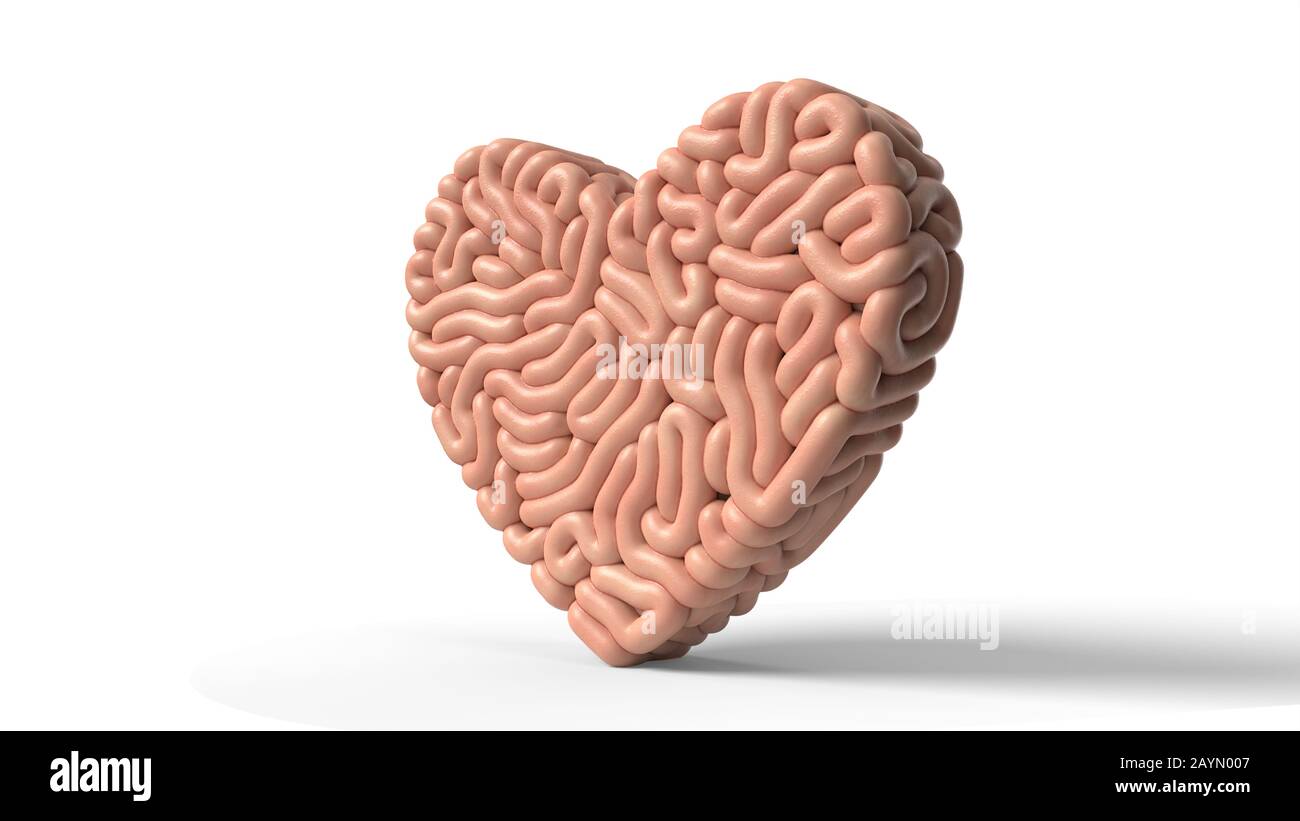 heart shaped human brain. suitable for brain, biology, medicine ...