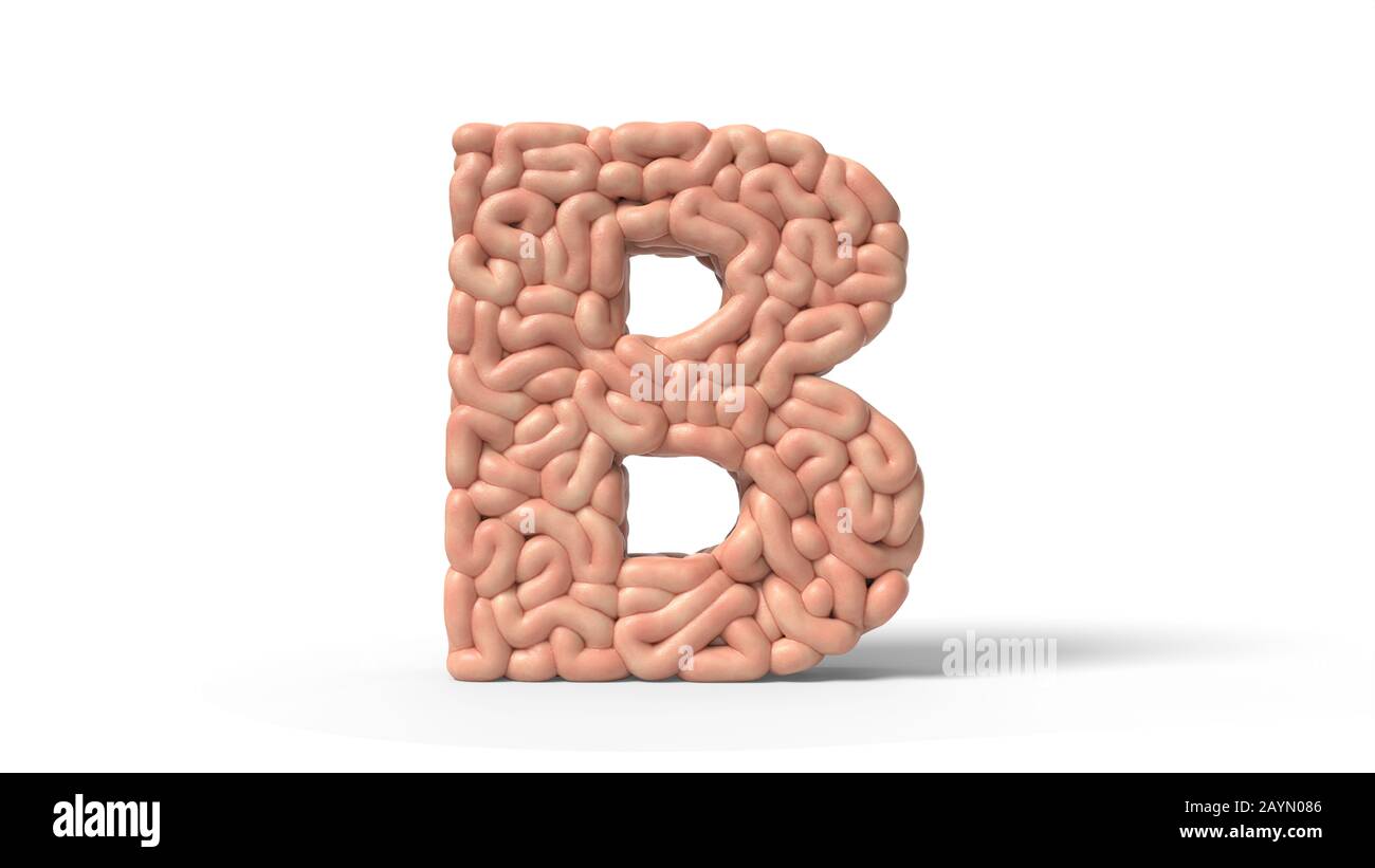 human brain in shape of letter B. suitable for brain, biology, medicine ...