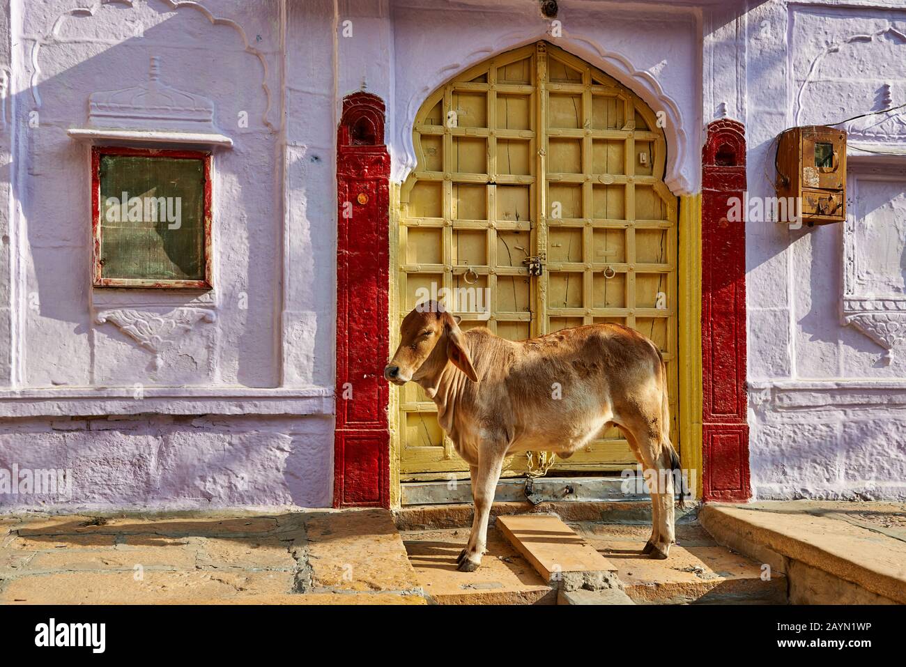 India rajasthan jaisalmer cows hi-res stock photography and images - Alamy