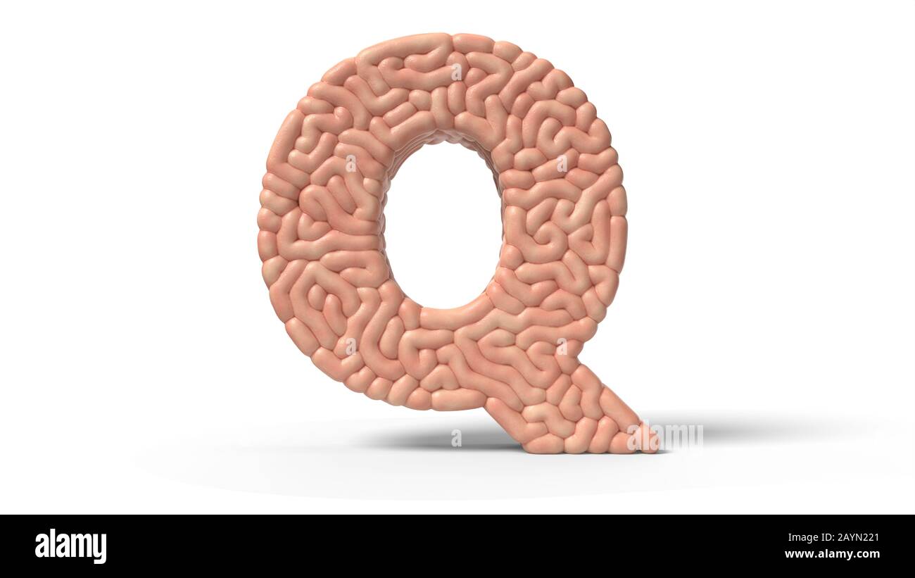 human brain in shape of letter Q. suitable for brain, biology, medicine ...