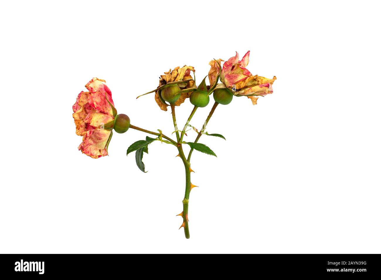 Green plants in dry Cut Out Stock Images & Pictures - Alamy