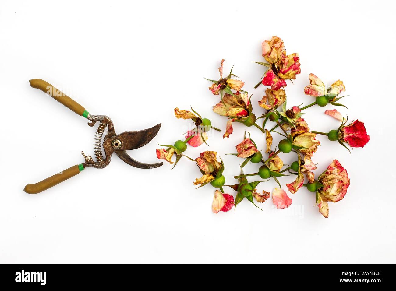 Cuting of flowers rose. Dry flowers rose and garden pruner isolated on ...
