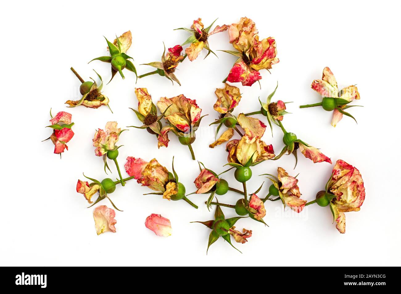 Cut off blossomed rose branch. Dry flowers rose isolated on a white ...