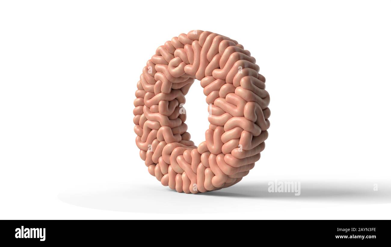 human brain in shape of letter O. suitable for brain, biology, medicine ...