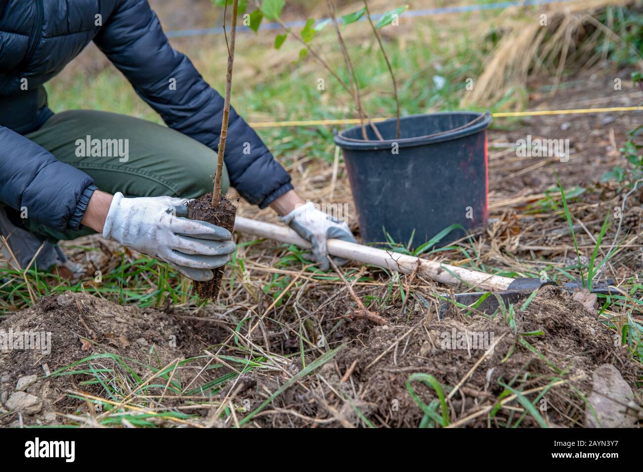 restoring a dying forest with the help of planting new trees Stock ...