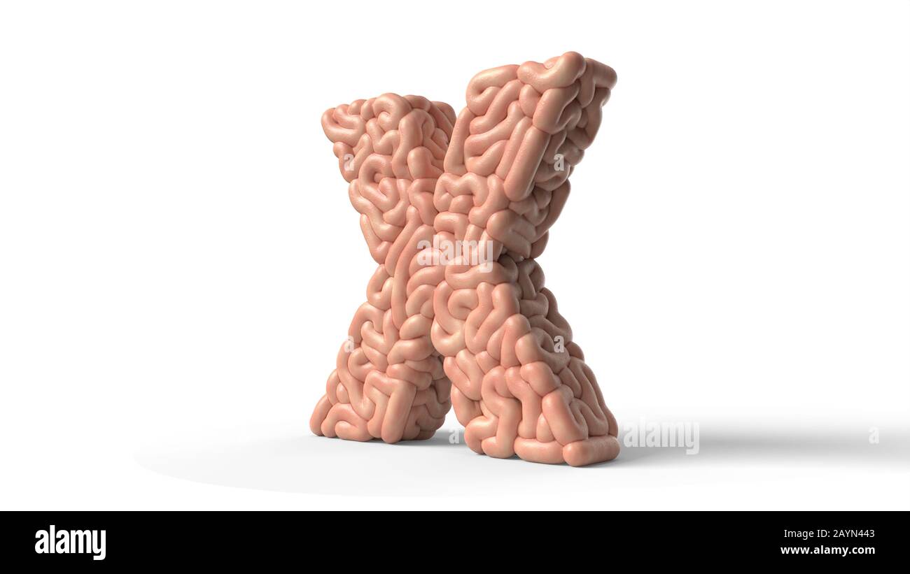 human brain in shape of letter X. suitable for brain, biology, medicine ...