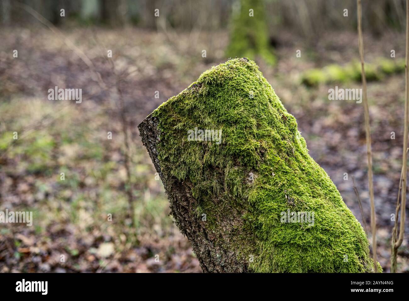 old dry tree trunk stomps laying in forest. broken logs in the ground a ...