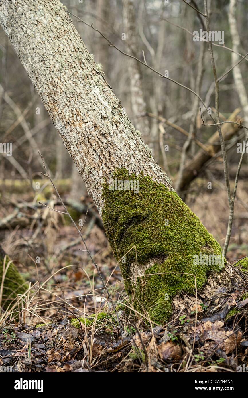 Old Dry Tree Trunk Stomps Laying In Forest Broken Logs In The Ground A