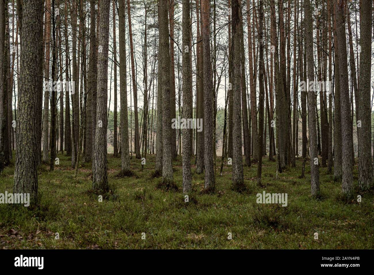 beautiful clean spruce tree evergreen forest park with green moss and ...