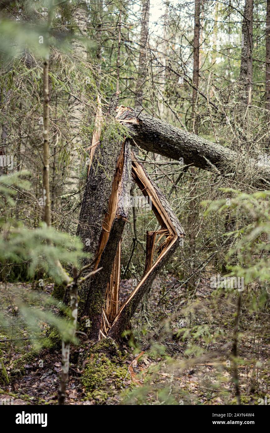old dry tree trunk stomps laying in forest. broken logs in the ground a ...