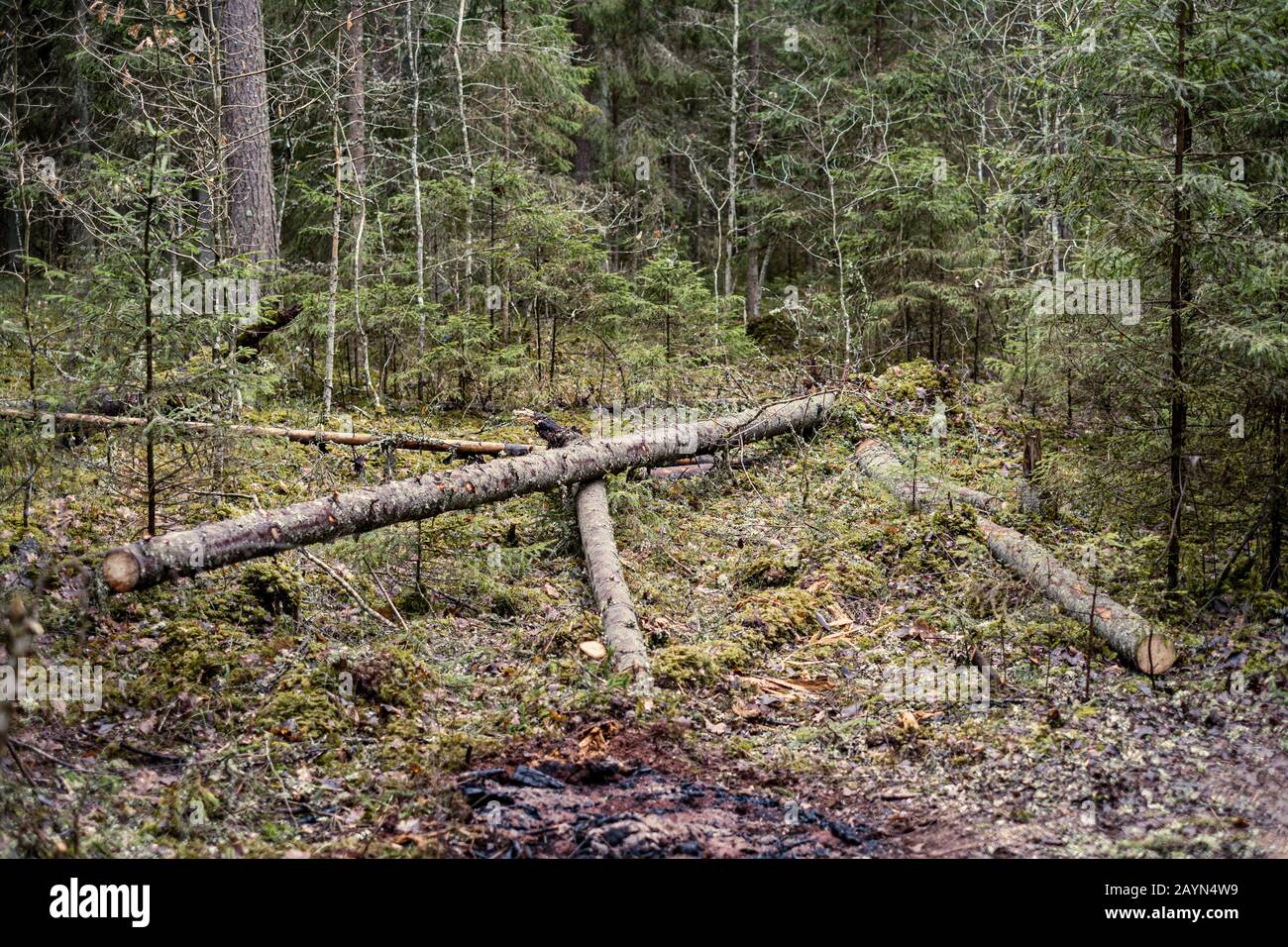 old dry tree trunk stomps laying in forest. broken logs in the ground a ...